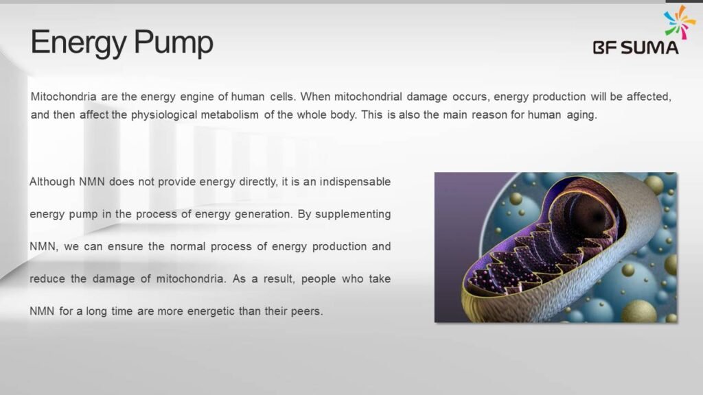 BF Suma NMN Supplements Benefits, Uses and Side Effects (Benefits ...